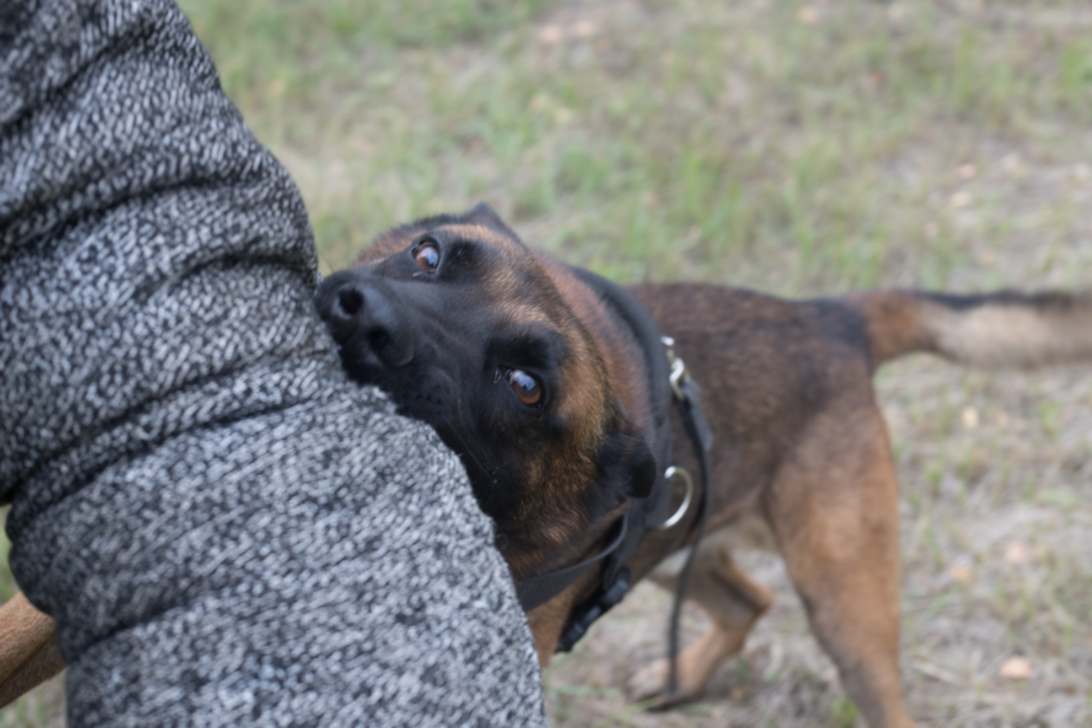 The One Bite Rule for Dog Bites